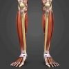 Broken Shin (Tibia Fracture): Symptoms & Treatment | AOA
