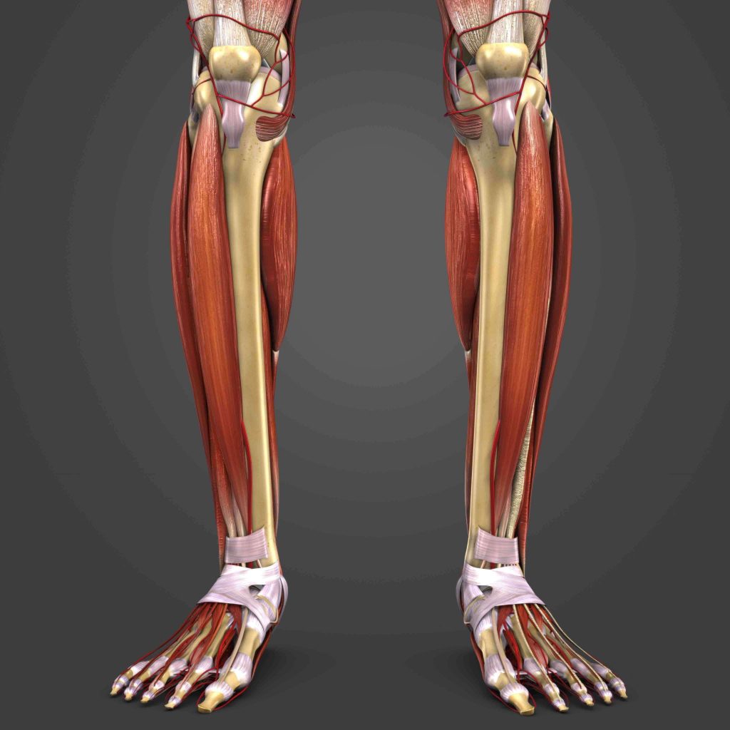 Broken Shin - AOA Orthopedic Specialists